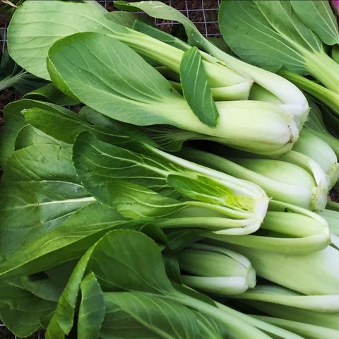 BOKCHOY﻿
