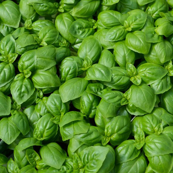 BASIL